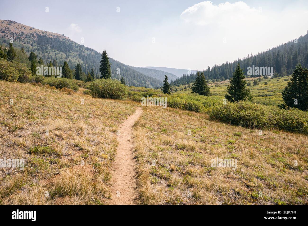Hiking Trail in the Buffalo Peaks Wilderness, Colorado Stock Photo - Alamy