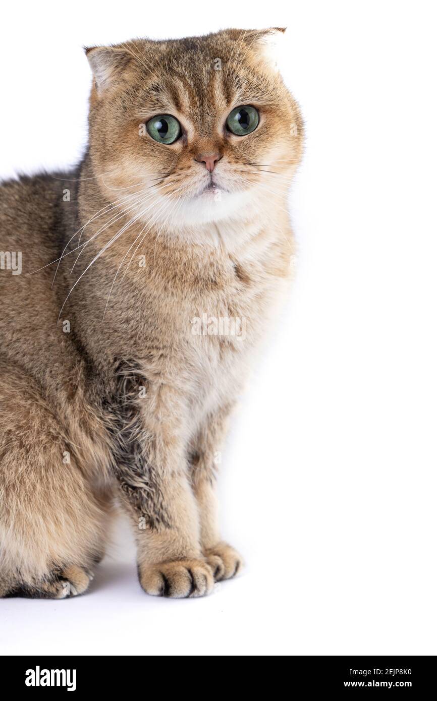 lovely fluffy golden scottish fold cat with green eyes on white ...
