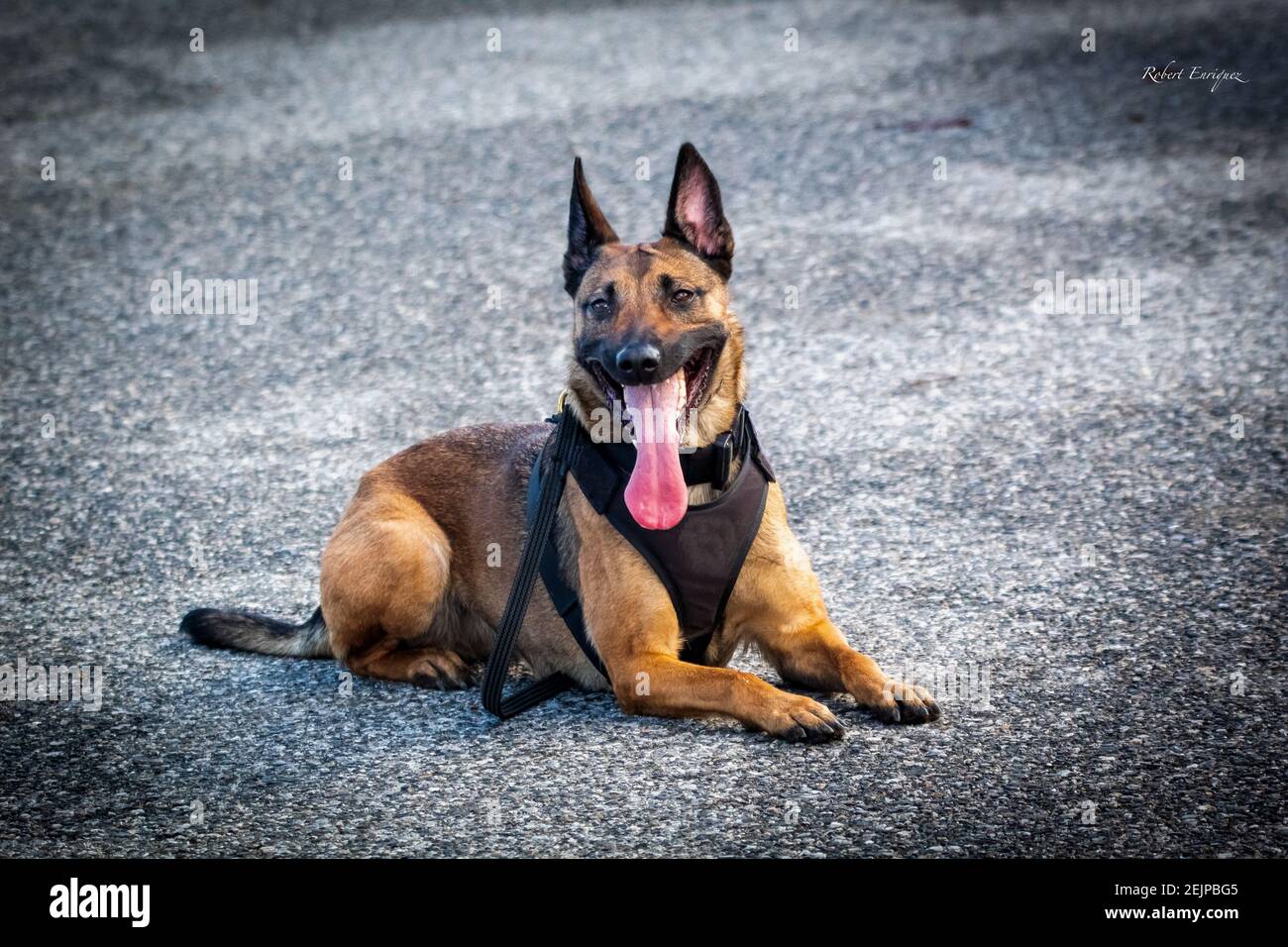 A Belgian Malinois in training Stock Photo - Alamy