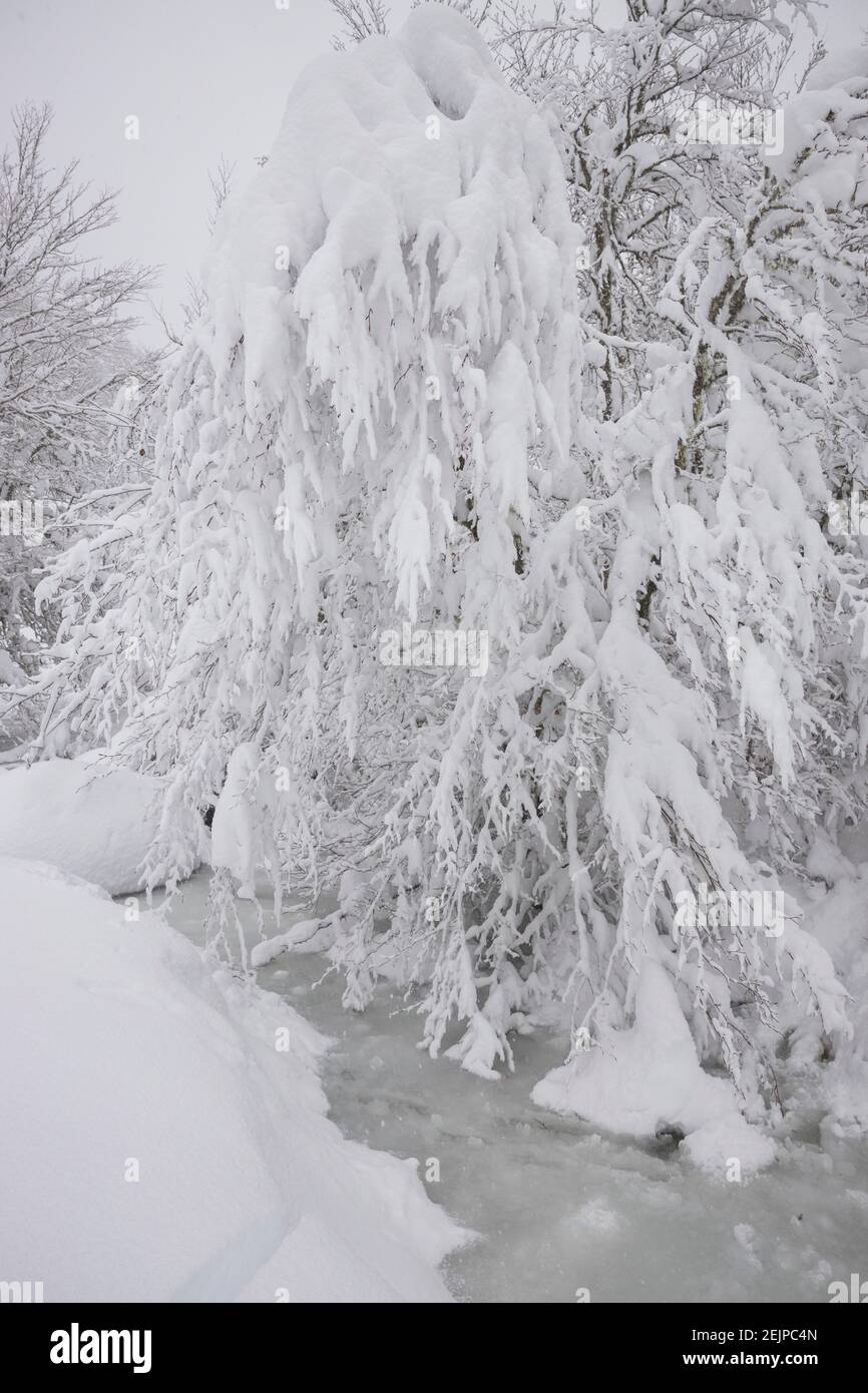 frozen and snow-laden tree in forest Stock Photo - Alamy