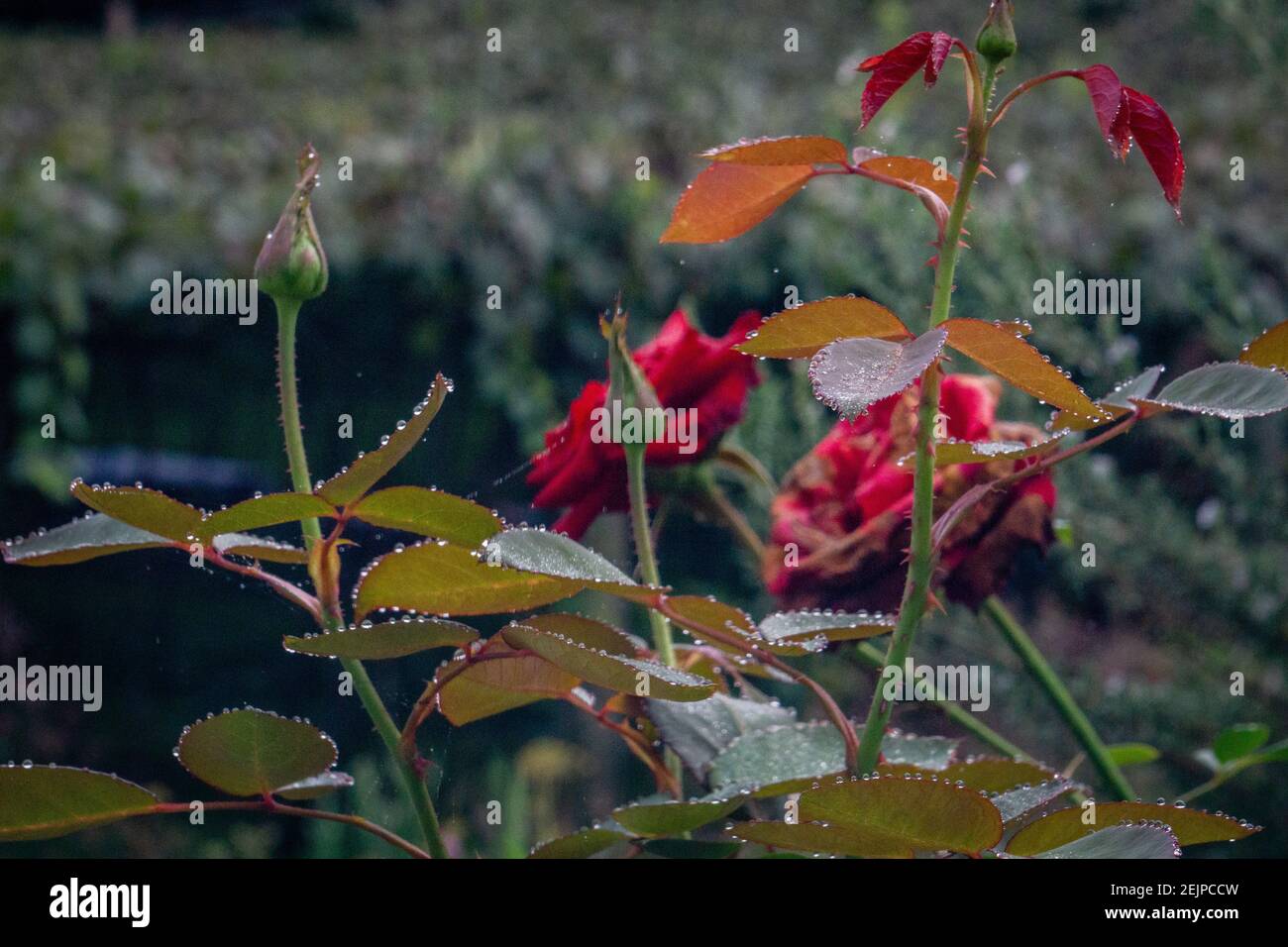 Flower from brazil hi-res stock photography and images - Alamy