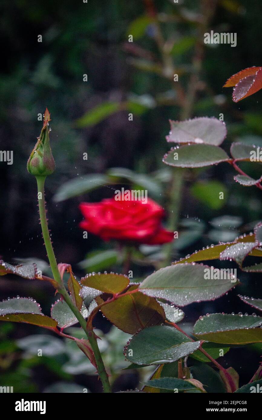 Flower from brazil hi-res stock photography and images - Alamy