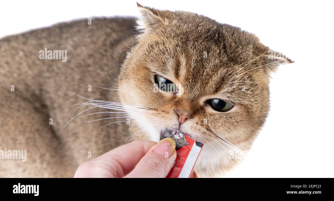Golden Scottish Fold cat eats a treat from a package in the hand of a ...