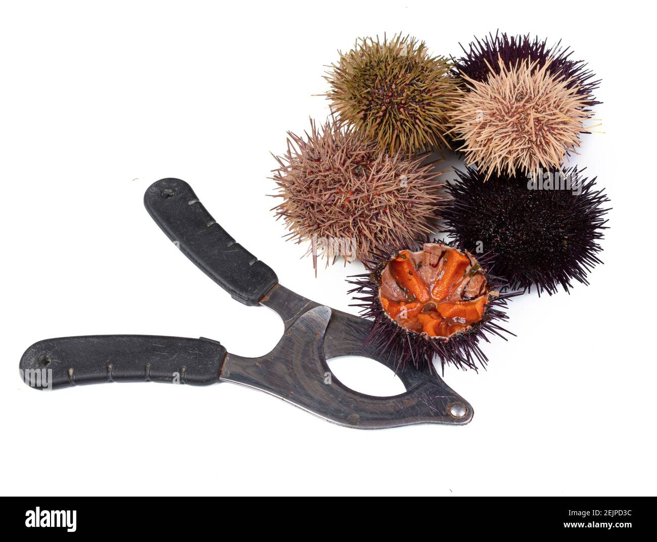 fresh sea urchins with sea urchin scissors on white background Stock ...
