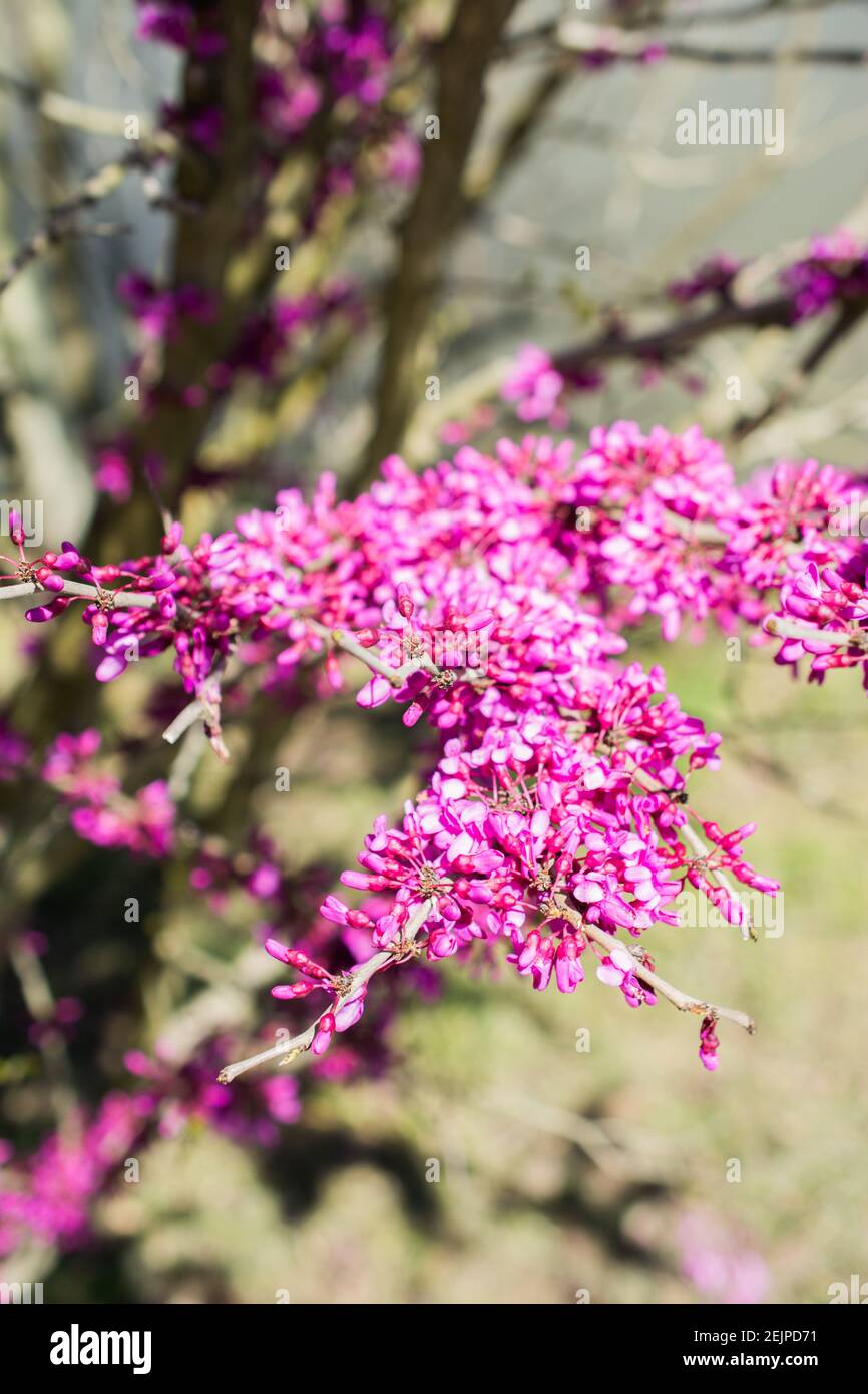 Tree bloom blossom beautiful flowers in spring season Stock Photo - Alamy