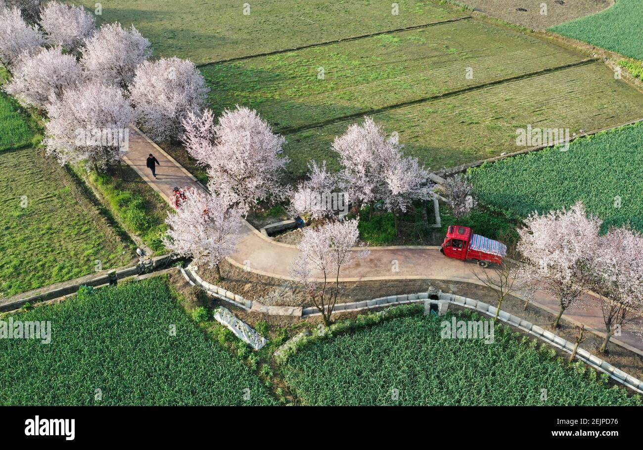 An aerial view of the sakura blossom along a path in Pengzhou city ...