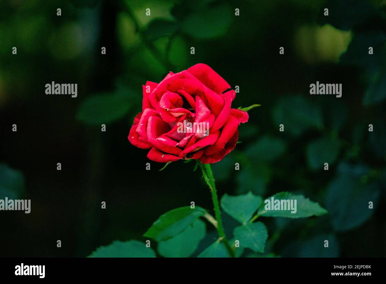 Rose do brazil hi-res stock photography and images - Alamy