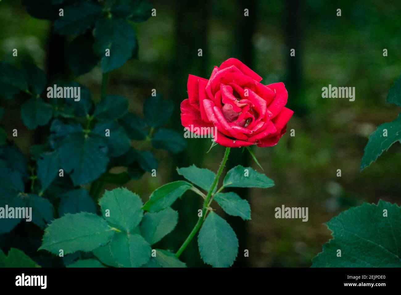 Love for brazil hi-res stock photography and images - Alamy
