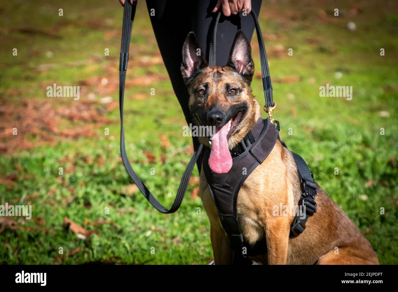 A Belgian Malinois in training Stock Photo - Alamy
