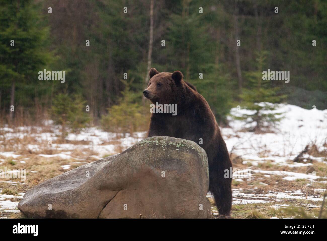 european brown bear portrait in the wilderness Stock Photo - Alamy