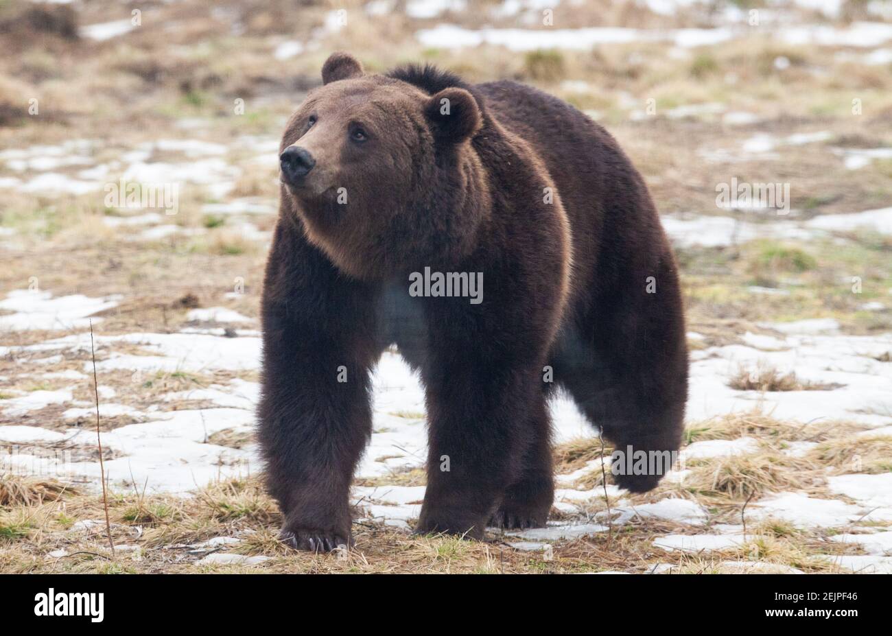 european brown bear portrait in the wilderness Stock Photo - Alamy