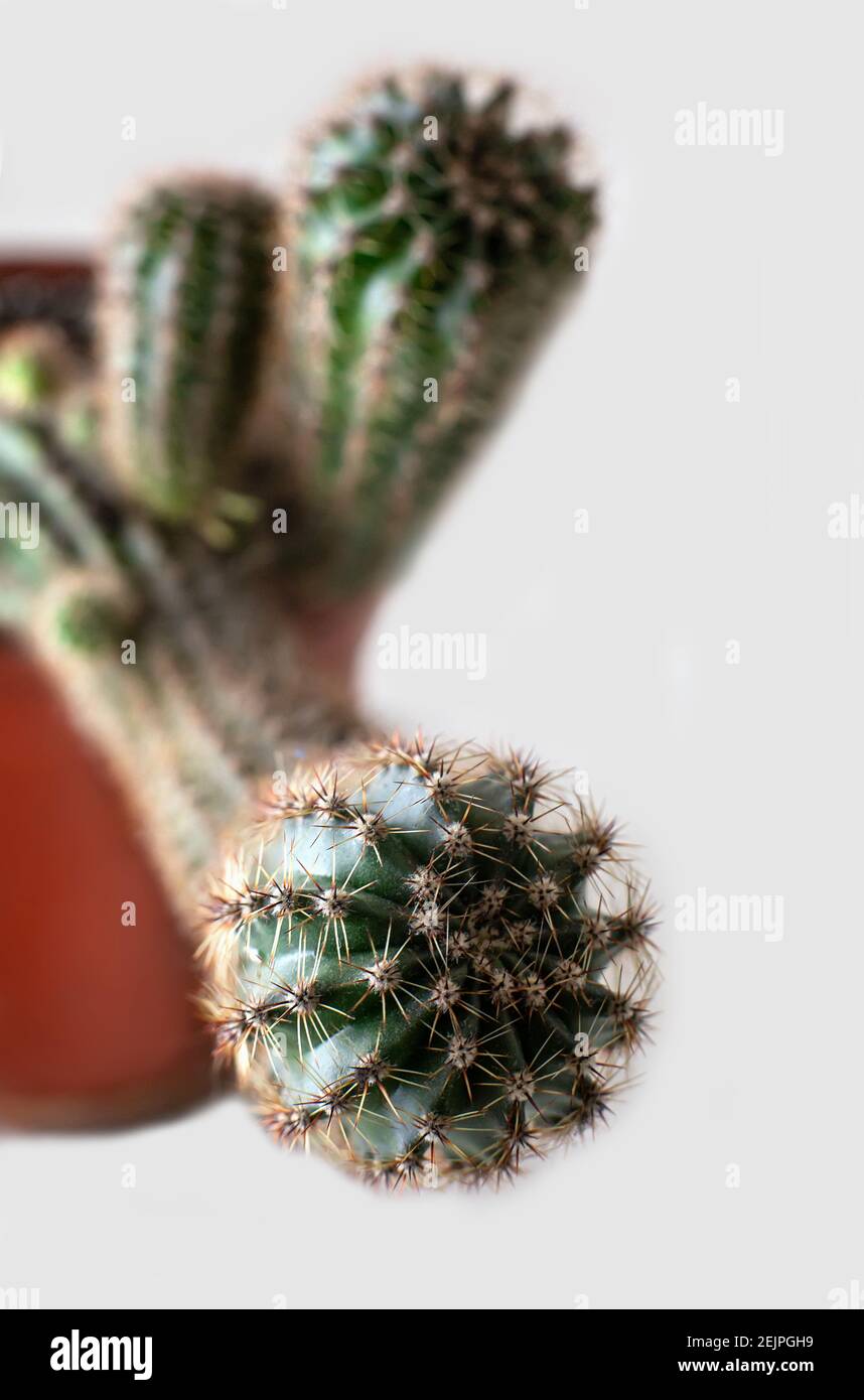 Long circle cactus head with thorns look in camera from flower pot ...