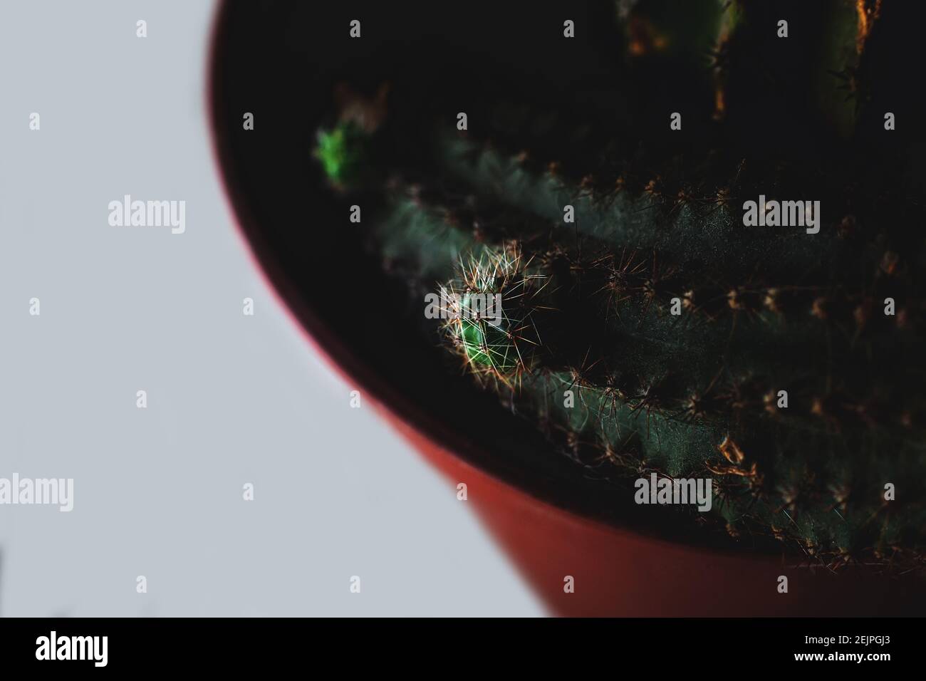 Macro baby cactus scion spur inside plant flower pot with sharp thorns ...