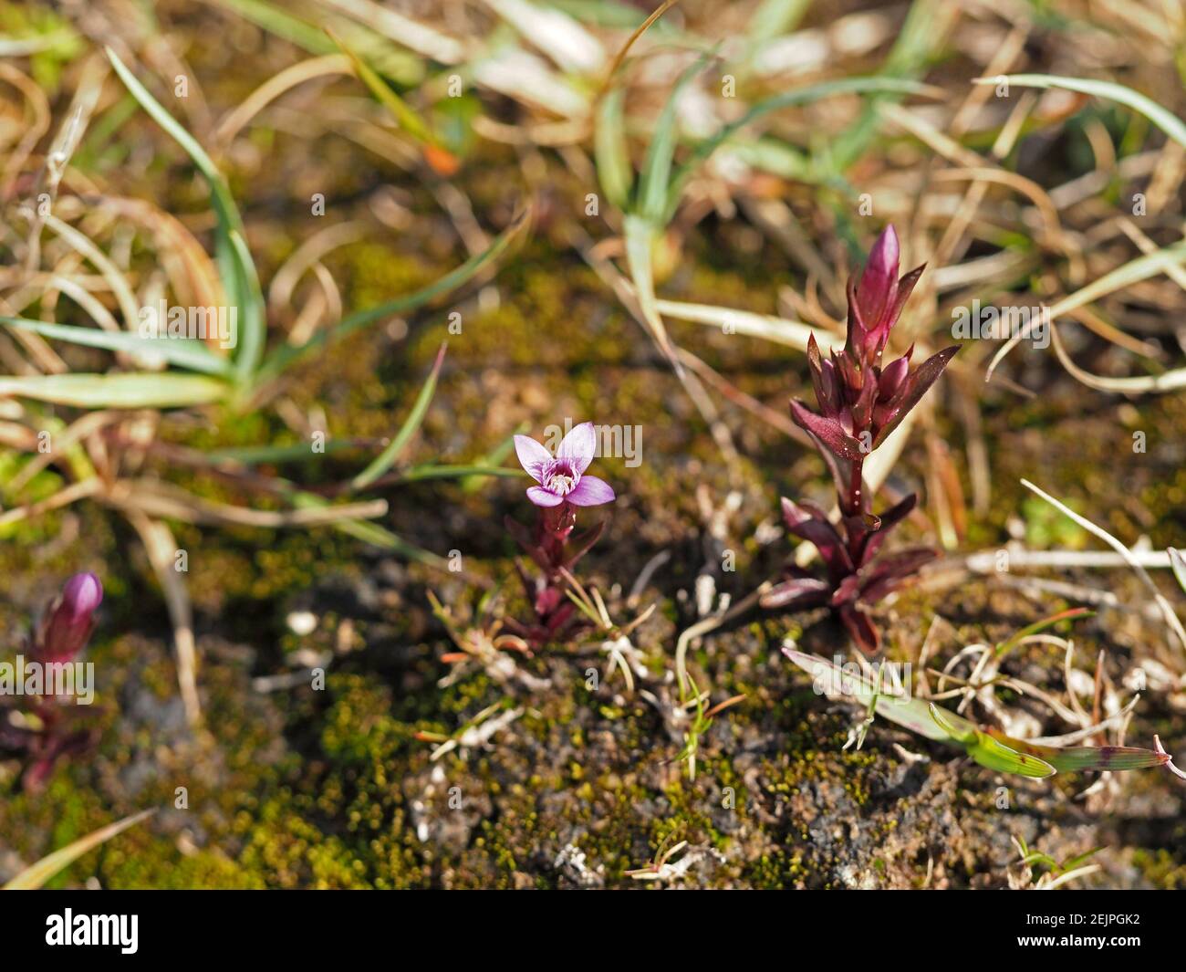 4 petals hi-res stock photography and images - Alamy