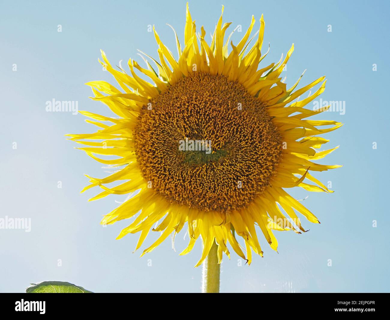 Sunburst behind single large compound yellow Sunflower (Helianthus ...