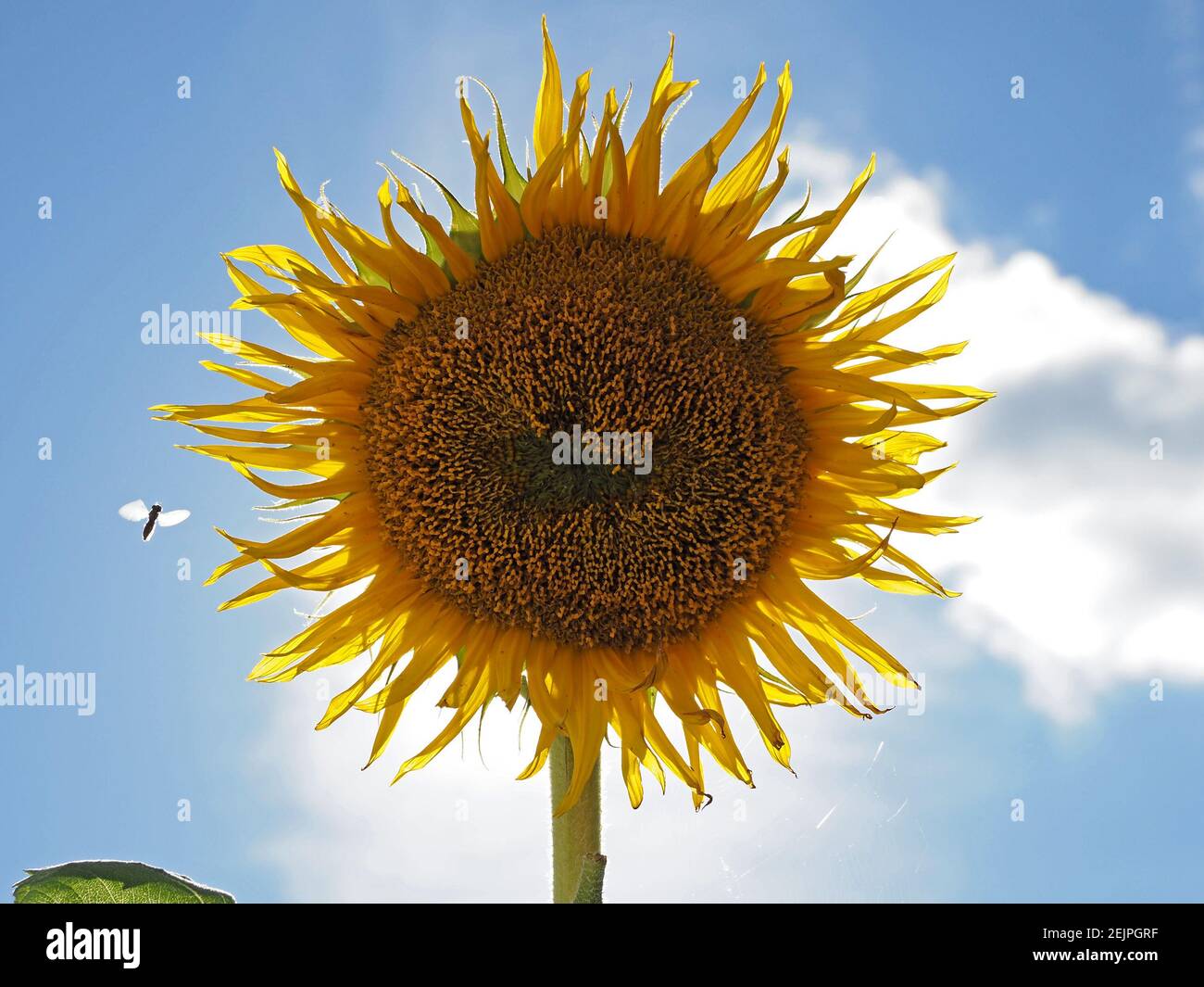 Sunburst behind single large compound yellow Sunflower (Helianthus ...