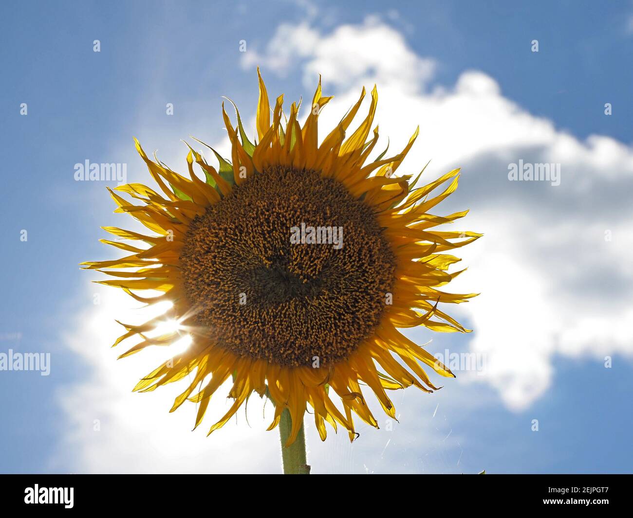 Seed Burst High Resolution Stock Photography and Images - Alamy