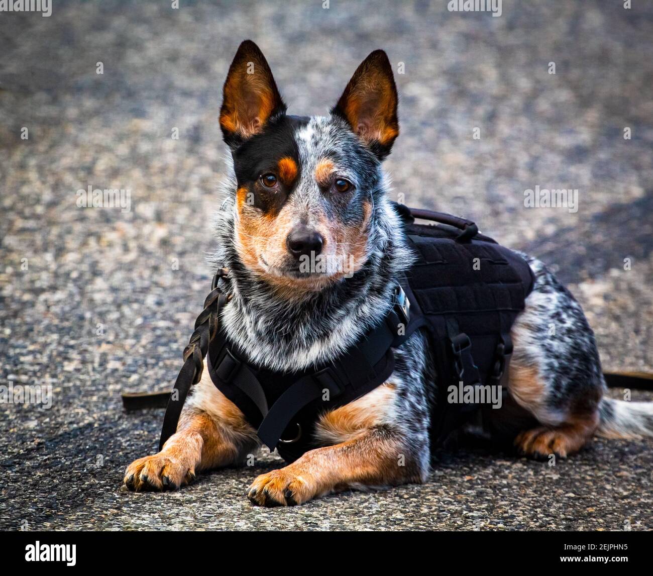 An Australian Cattle Dog in training Stock Photo - Alamy