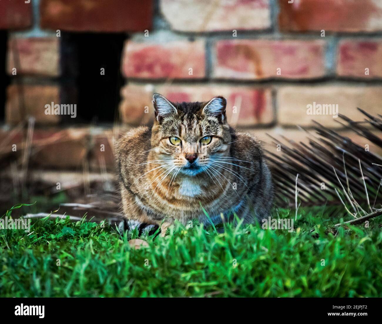 Staring contest hi-res stock photography and images - Alamy
