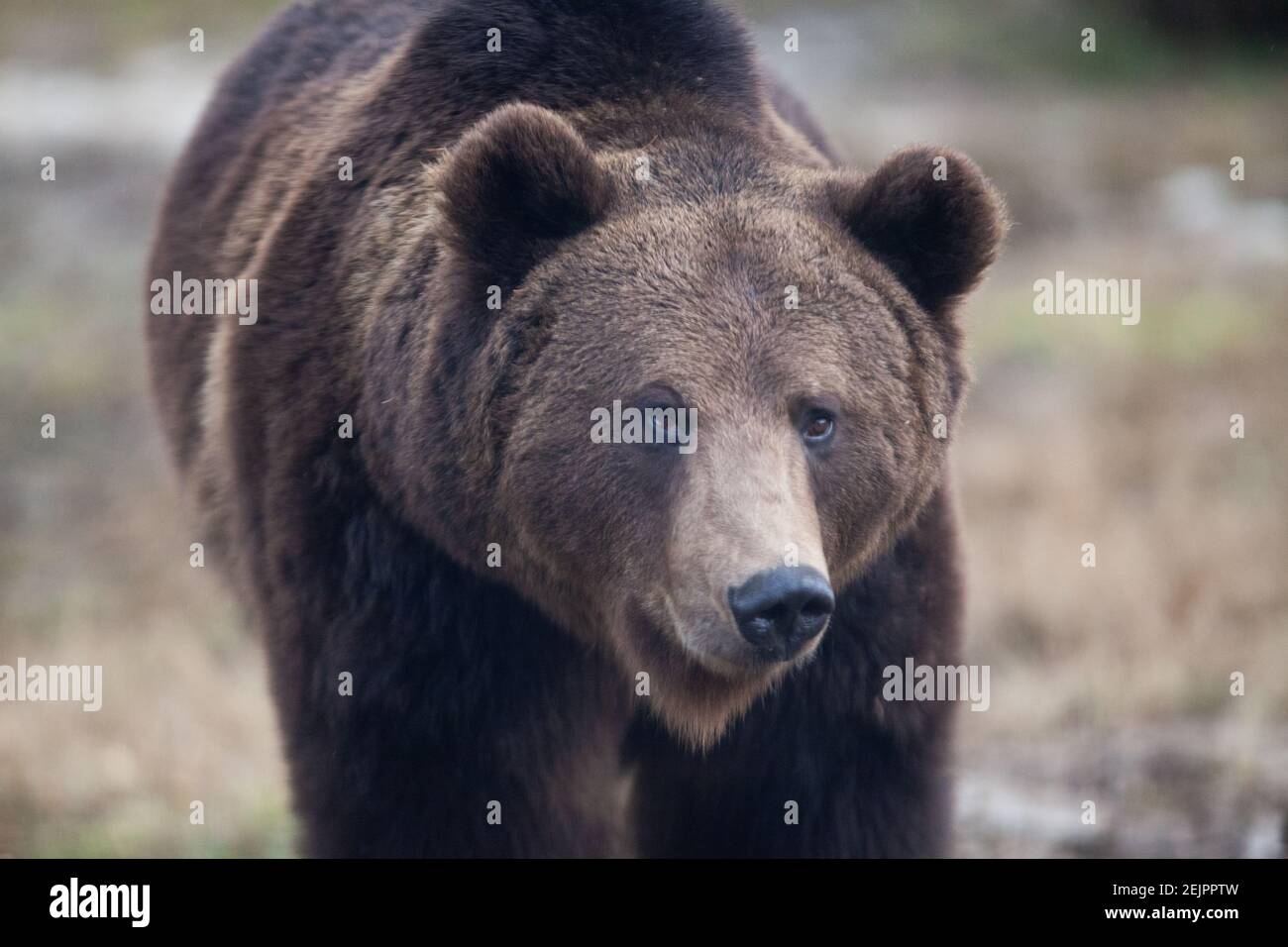 european brown bear portrait in the wilderness Stock Photo - Alamy