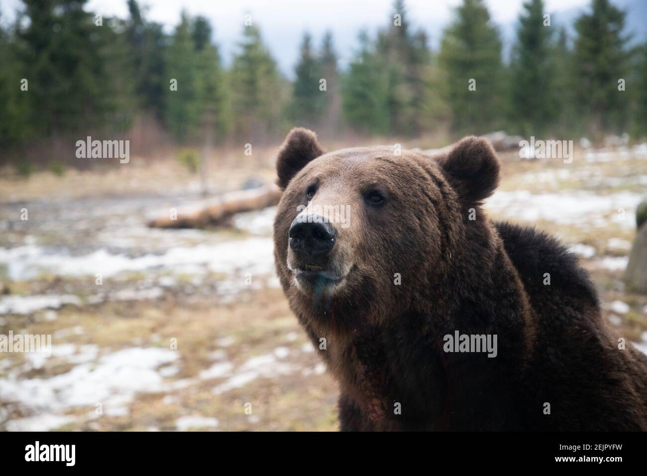 european brown bear portrait in the wilderness Stock Photo - Alamy