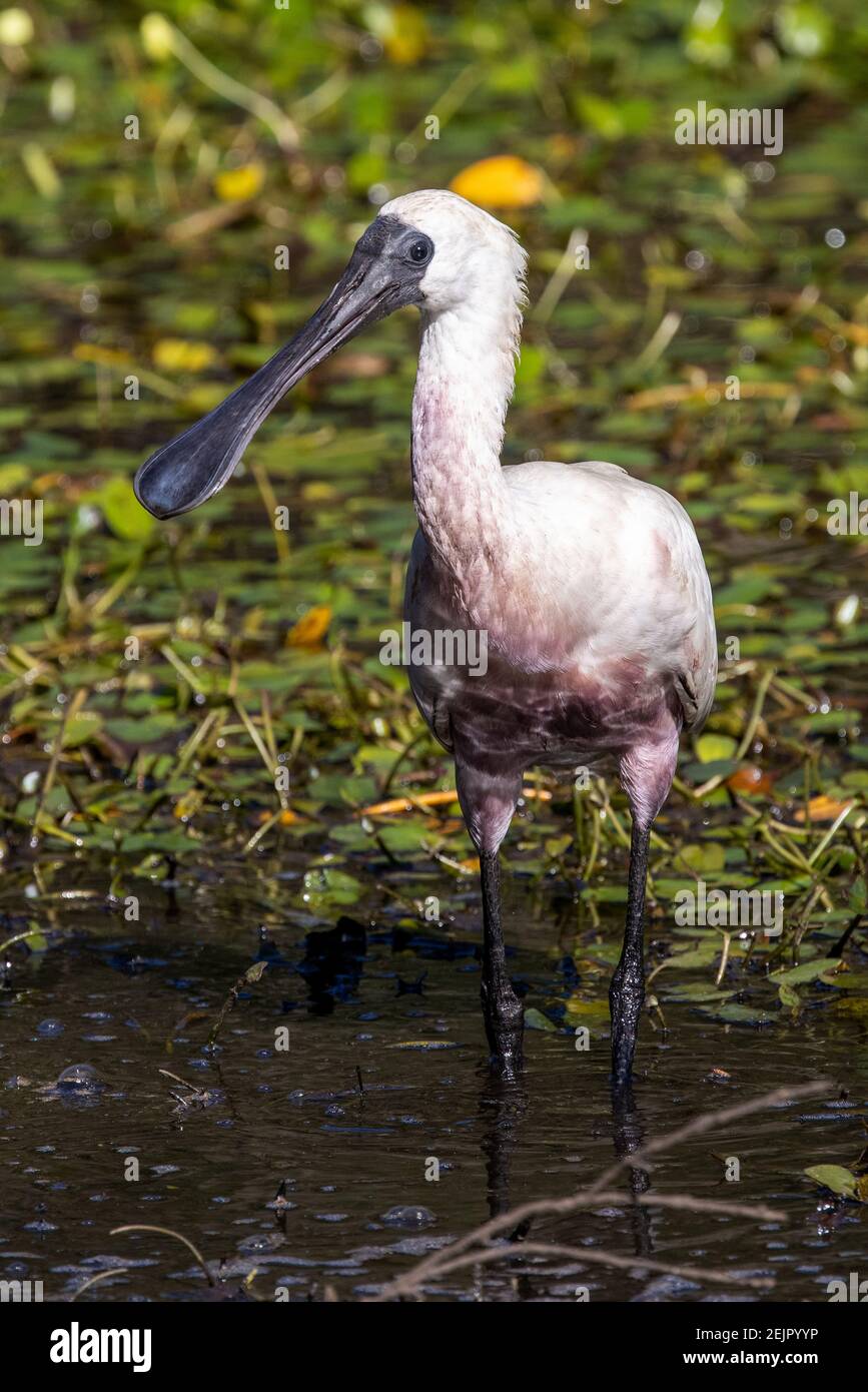 Royal Spoonbill searching for food in shallows Stock Photo - Alamy