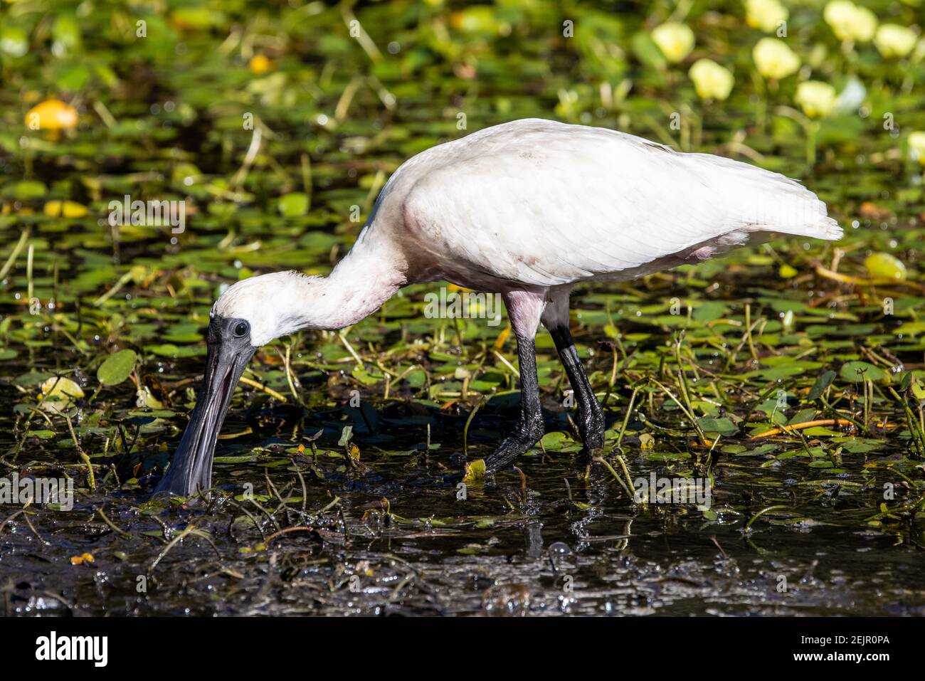 Royal Spoonbill searching for food in shallows Stock Photo - Alamy