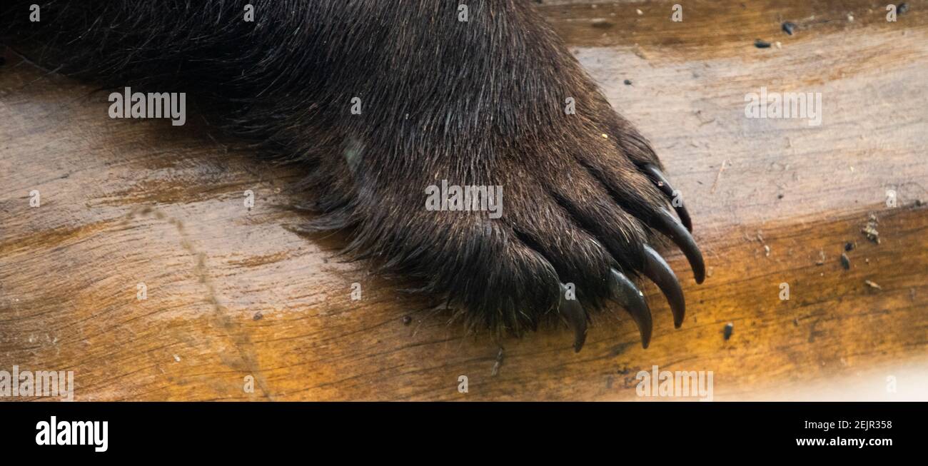 Bear paws hi-res stock photography and images - Alamy