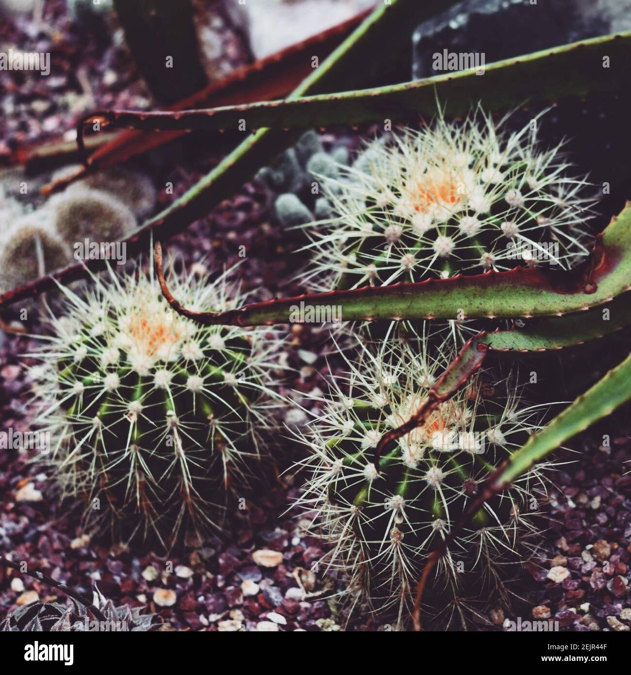 Closeup shot of various beautiful prickly cactus plants growing on a ...