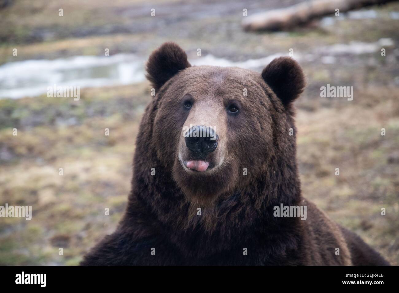 european brown bear portrait in the wilderness Stock Photo - Alamy