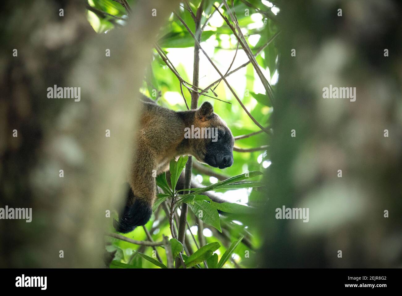 Animals cute zoo tree kangaroo hi-res stock photography and images - Alamy