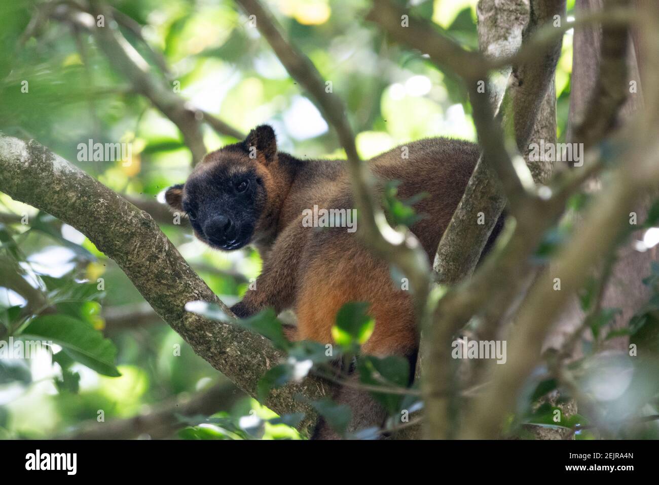 Animals cute zoo tree kangaroo hi-res stock photography and images - Alamy