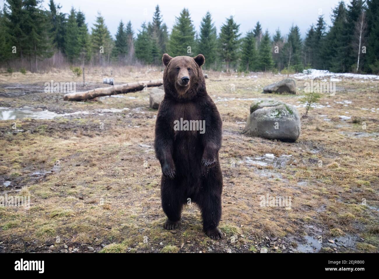 european brown bear portrait in the wilderness Stock Photo - Alamy