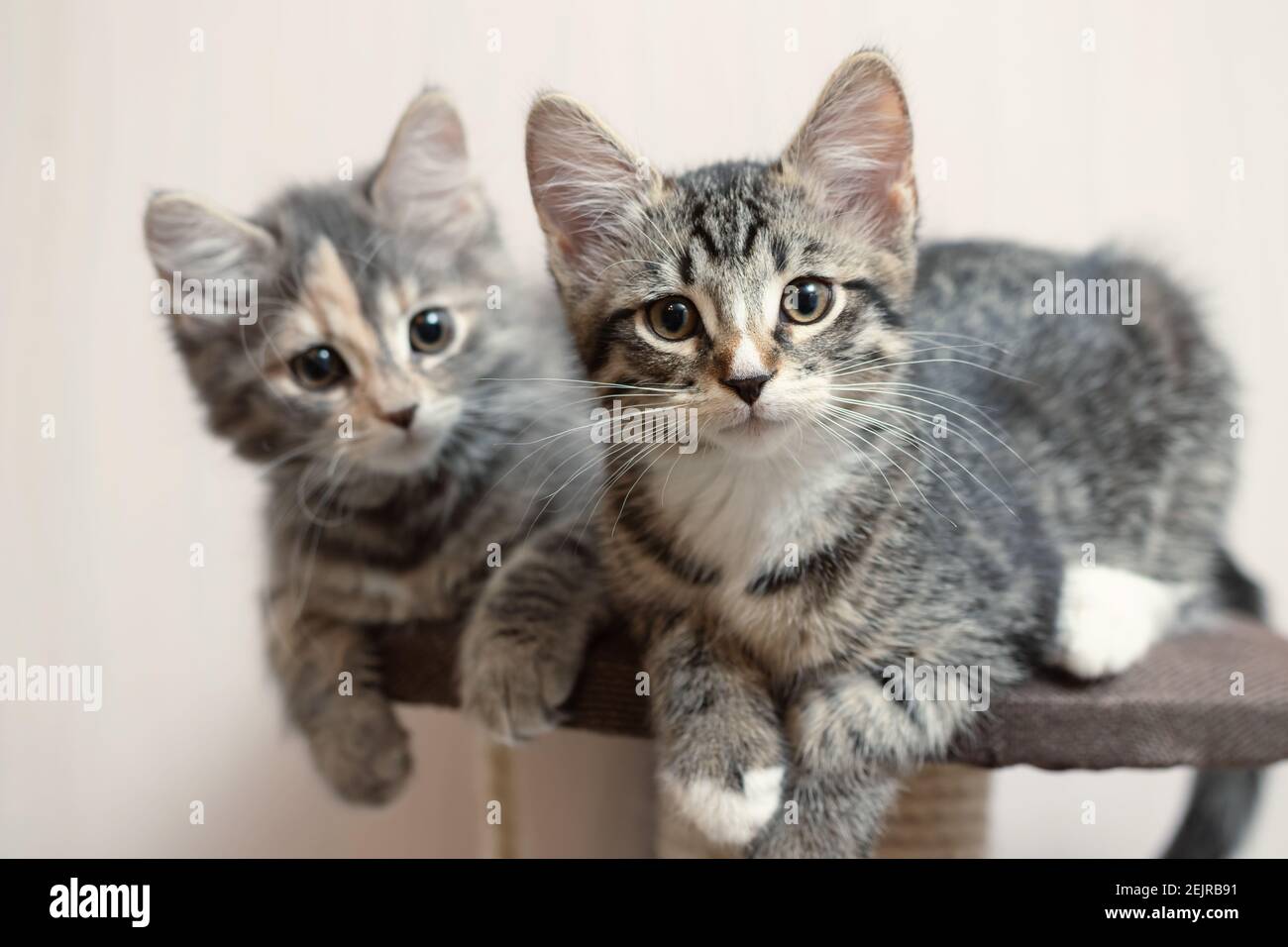 Two very young tabby kittens hi-res stock photography and images - Alamy