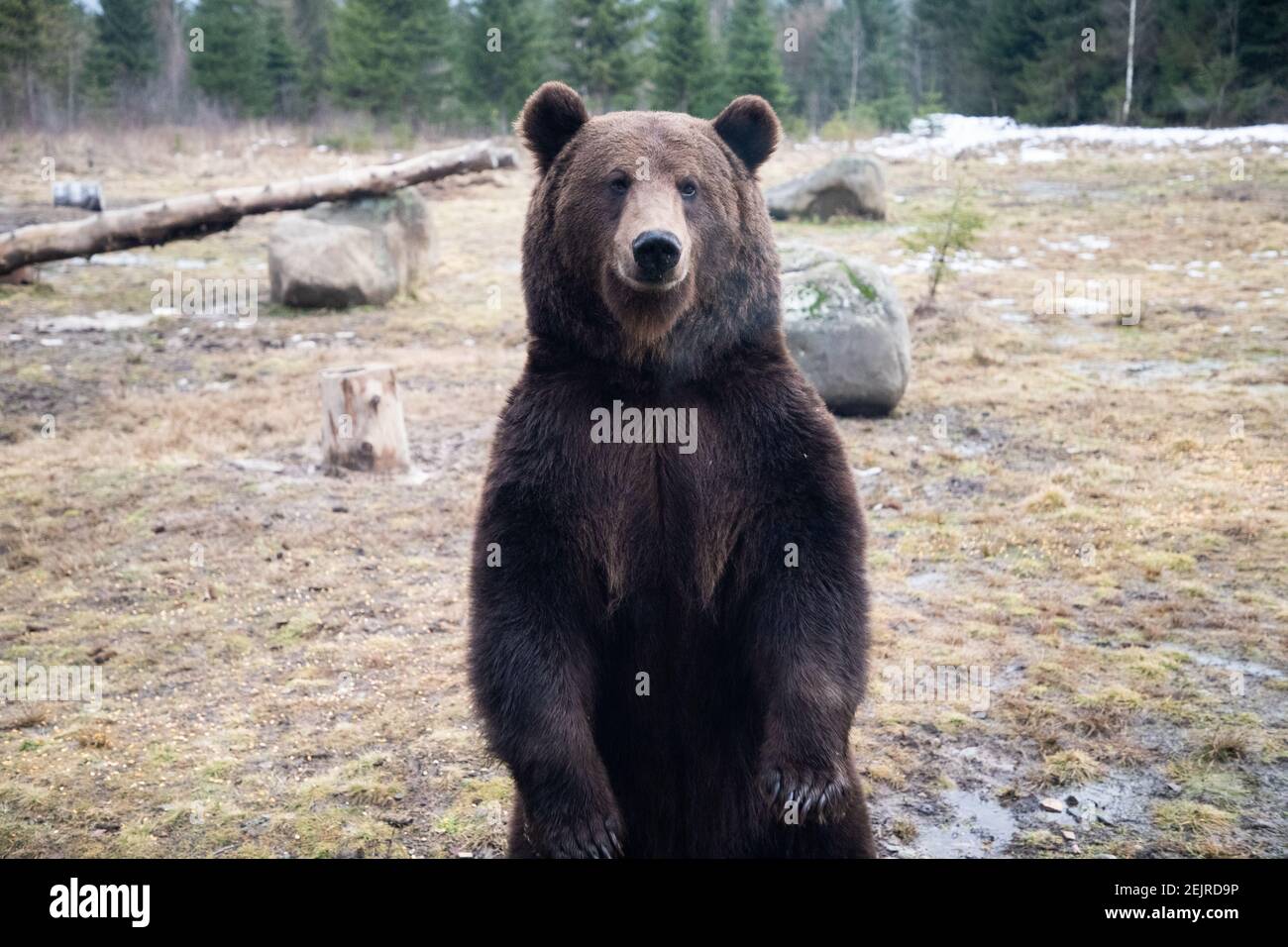 european brown bear portrait in the wilderness Stock Photo - Alamy