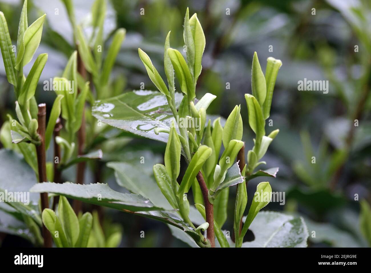 Tea farmers harvest renowned West Lake Longjing Tea, a variety of pan ...