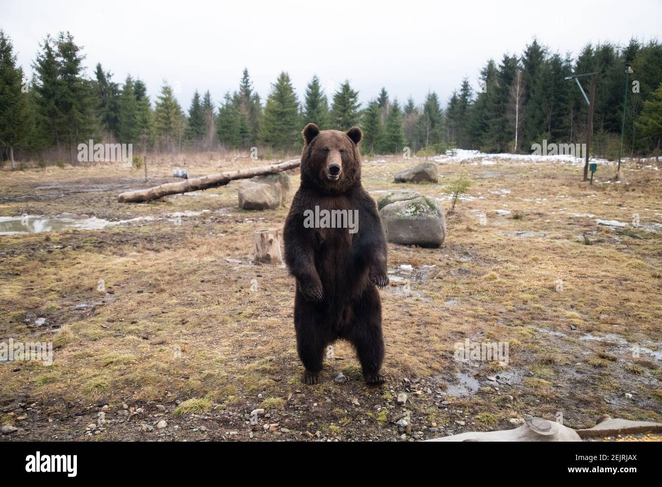 european brown bear portrait in the wilderness Stock Photo - Alamy