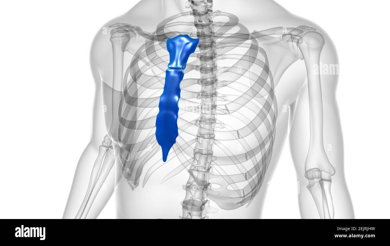 Human Skeleton Sternum Bone Anatomy For Medical Concept 3D Illustration ...