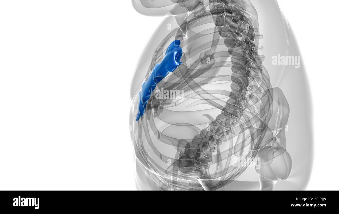 Human Skeleton Sternum Bone Anatomy For Medical Concept 3D Illustration ...