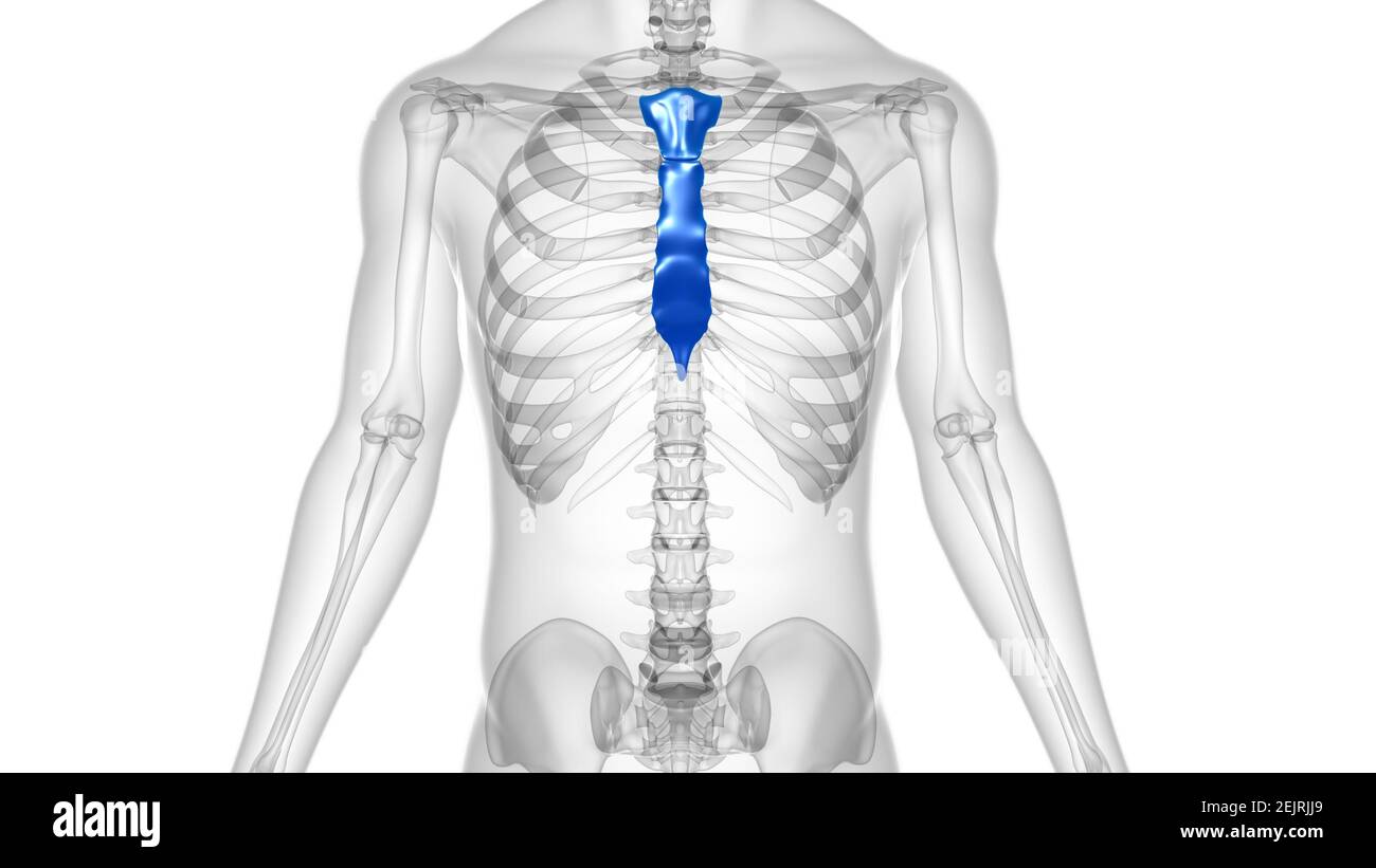 Human Skeleton Sternum Bone Anatomy For Medical Concept 3D Illustration ...