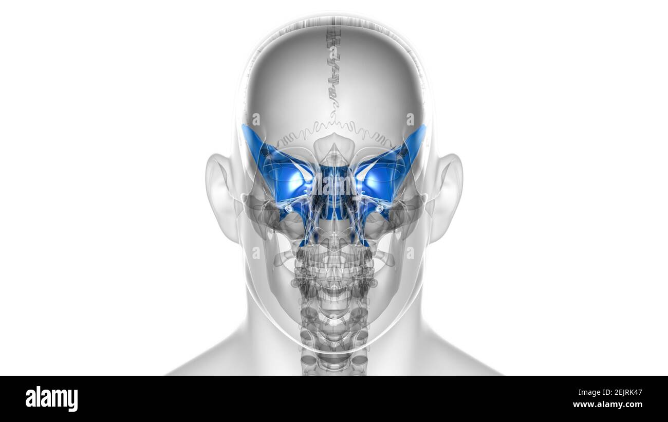 Human Skeleton Skull Sphenoid Bone Anatomy For Medical Concept 3D ...