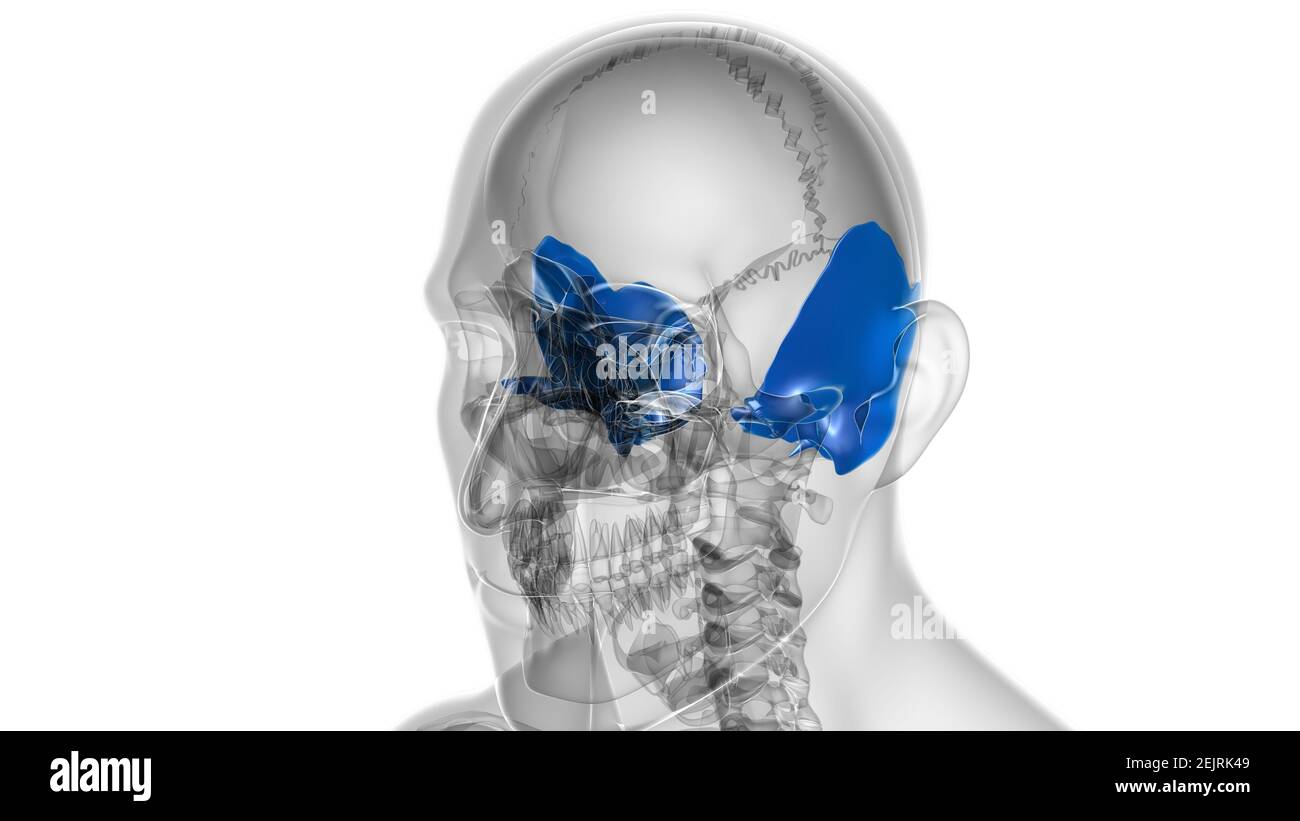 Human Skeleton Skull Temporal Bone Anatomy For Medical Concept 3D ...