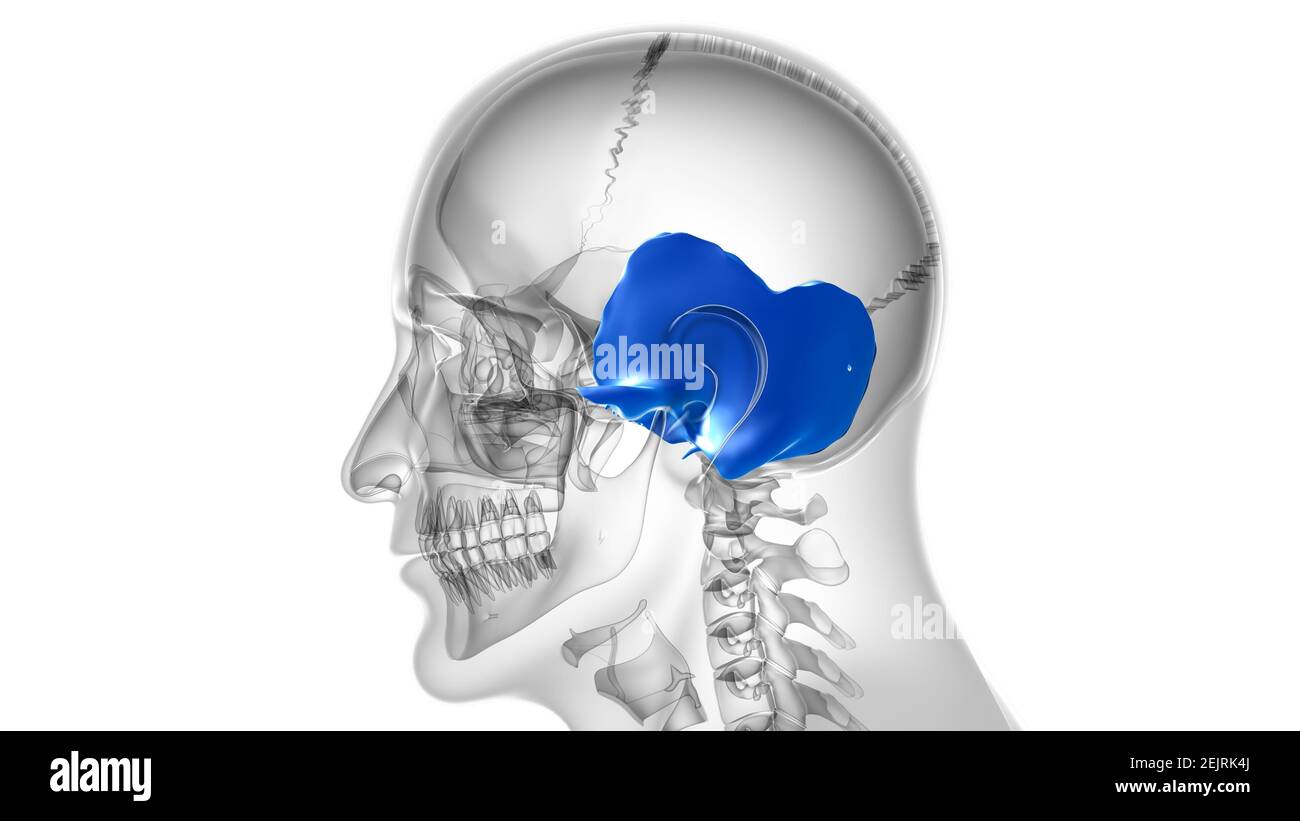 Temporal Bone Anatomy 3d Brain Anatomy Temporal Bone Stock Photo