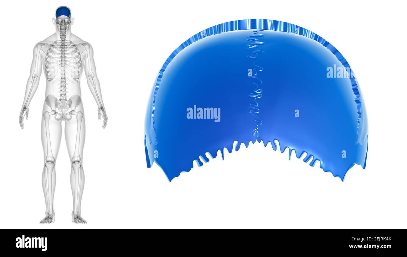 Human Skeleton Skull Parietal Bone Anatomy For Medical Concept 3D ...