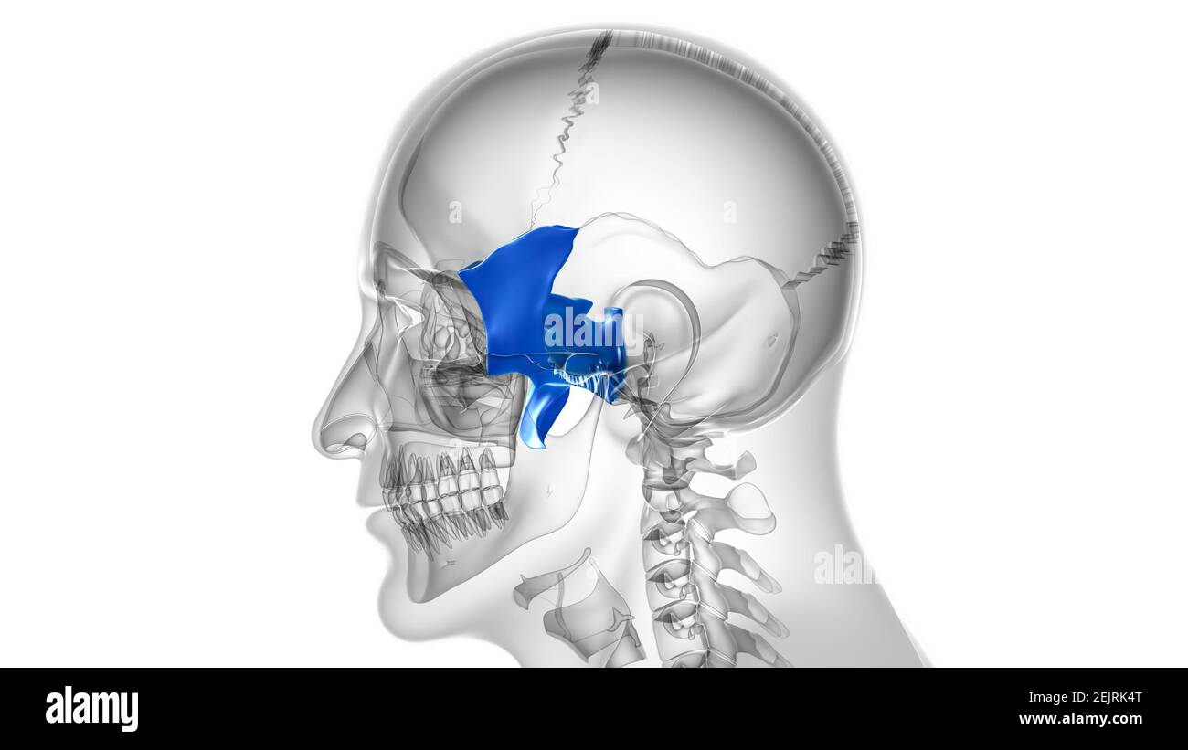 Human Skeleton Skull Sphenoid Bone Anatomy For Medical Concept 3D ...