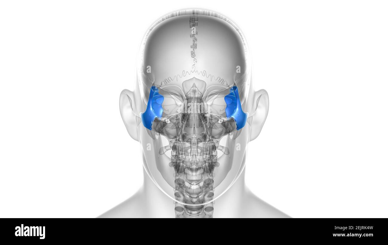 Human Skeleton Skull Zygomatic Bone Anatomy For Medical Concept 3D ...