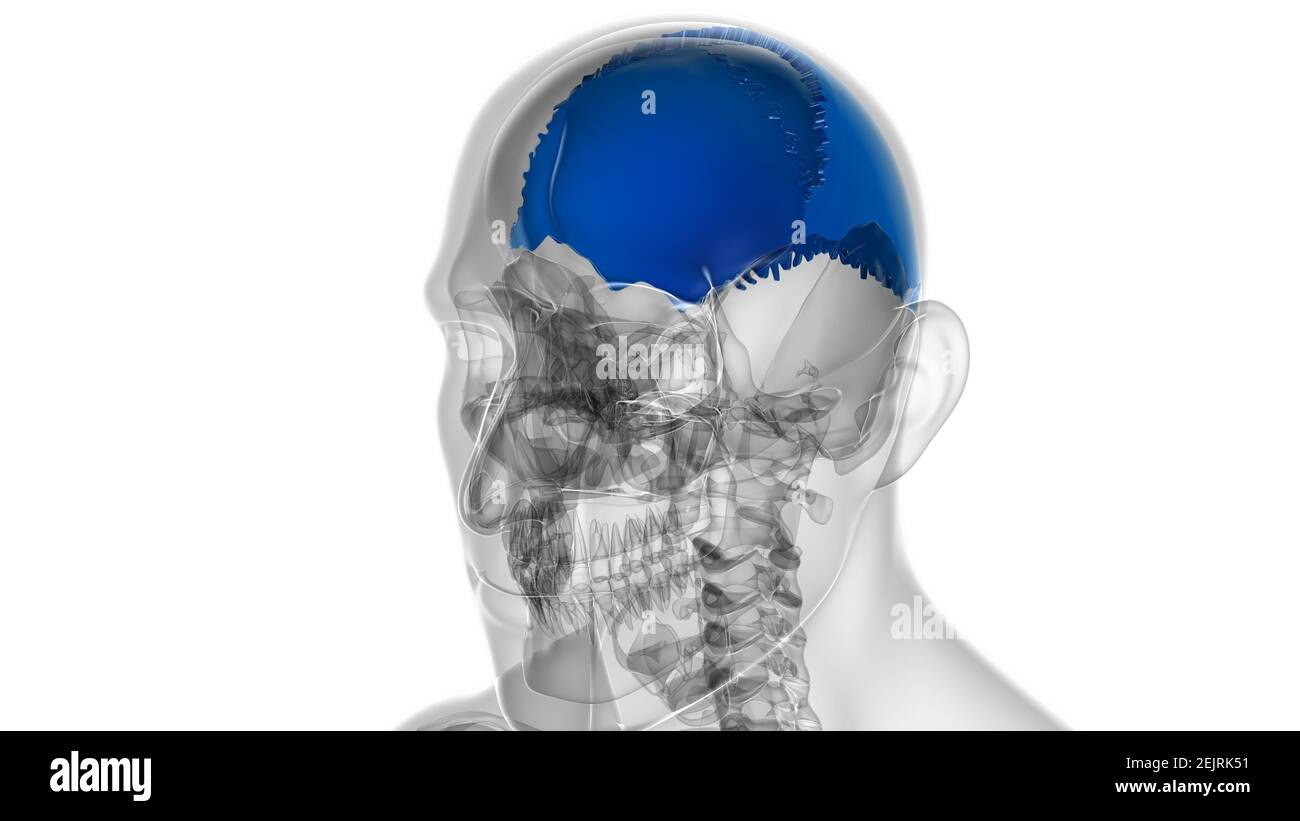 Human Skeleton Skull Parietal Bone Anatomy For Medical Concept 3D ...