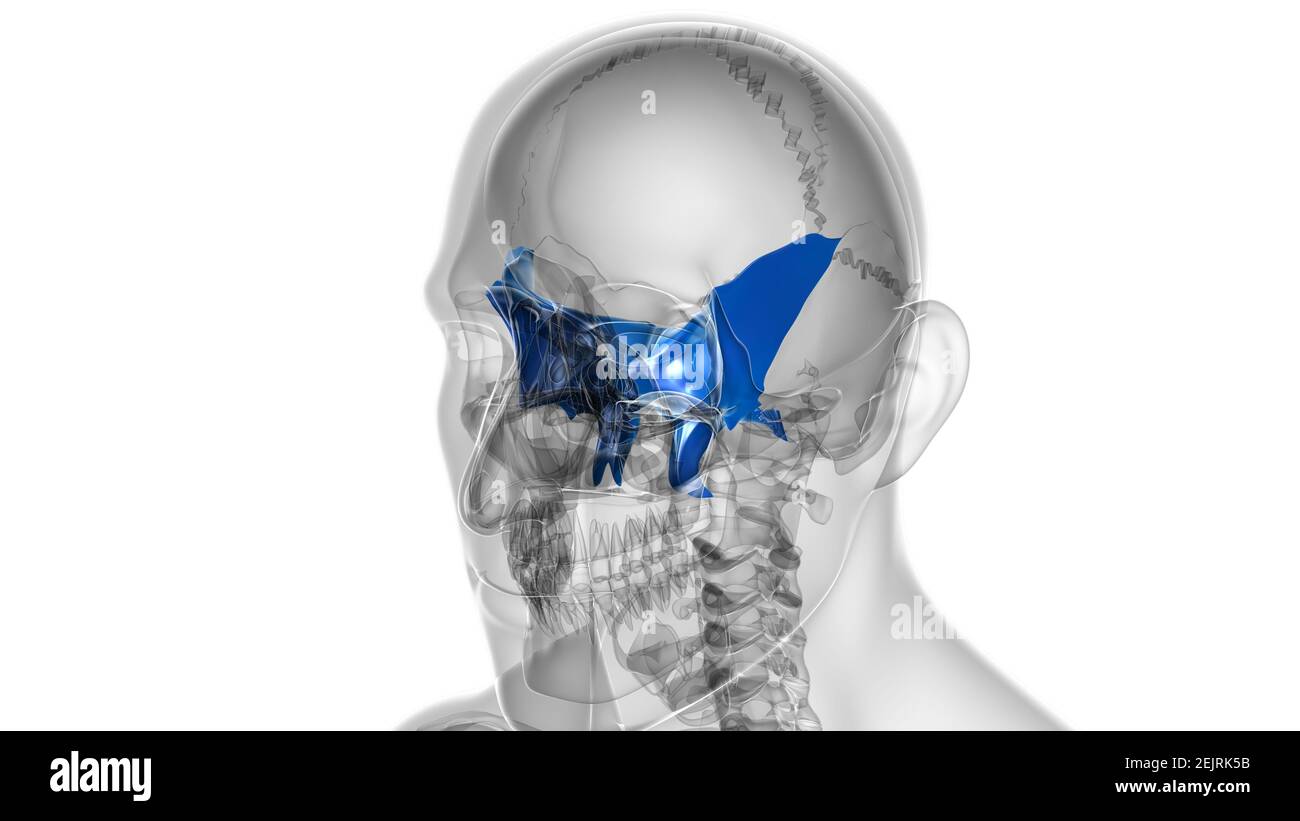 Sphenoid bone hi-res stock photography and images - Alamy