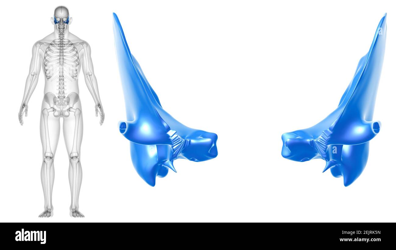 Human Skeleton Skull Temporal Bone Anatomy For Medical Concept 3D ...
