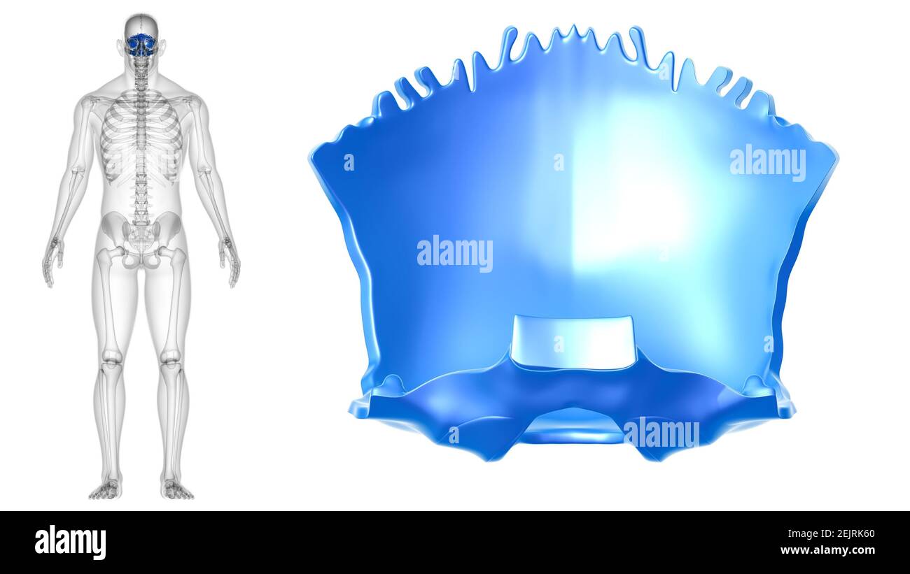 Human Skeleton Skull Occipital Bone Anatomy For Medical Concept 3D ...